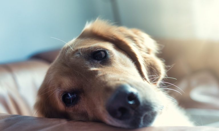 How Much Paracetamol for a 40Kg Dog? – Pet Help Reviews UK