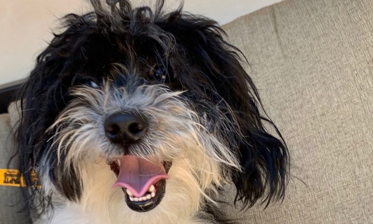 What Breed is Pippin the Dog? – Pet Help Reviews UK