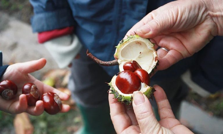 Are Horse Chestnuts Poisonous to Dogs? – Pet Help Reviews UK