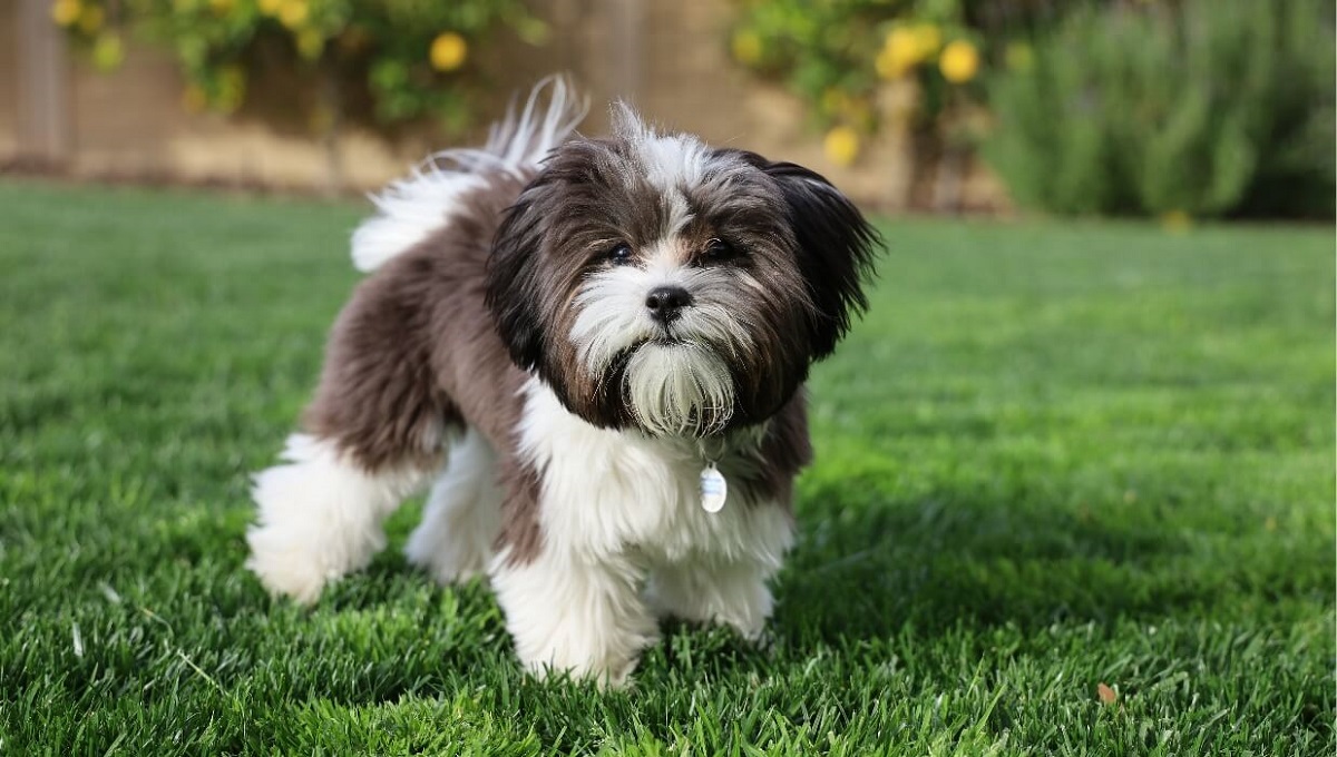 Is Roundup Safe for Dogs? – Pet Help Reviews UK