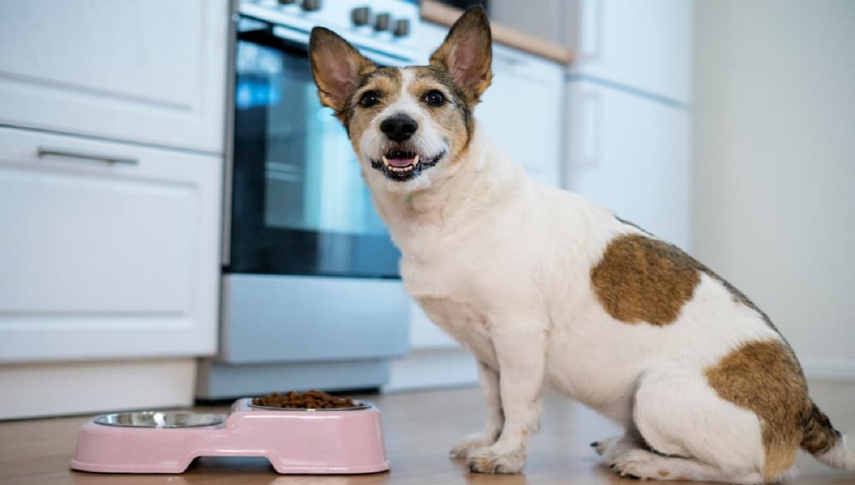 Best Vegan Dog Foods [Top Picks 2024] – Pet Help Reviews UK