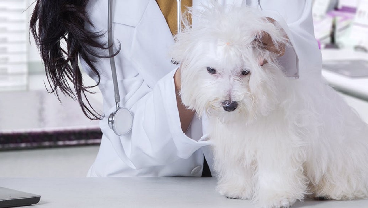 Can a Dog Overdose on Credelio? – Pet Help Reviews UK