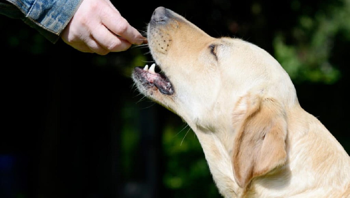 Can a Dog Eat Crisps? – Pet Help Reviews UK