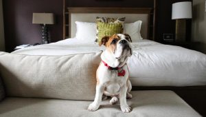Are Premier Inns Dog Friendly? – Pet Help Reviews UK