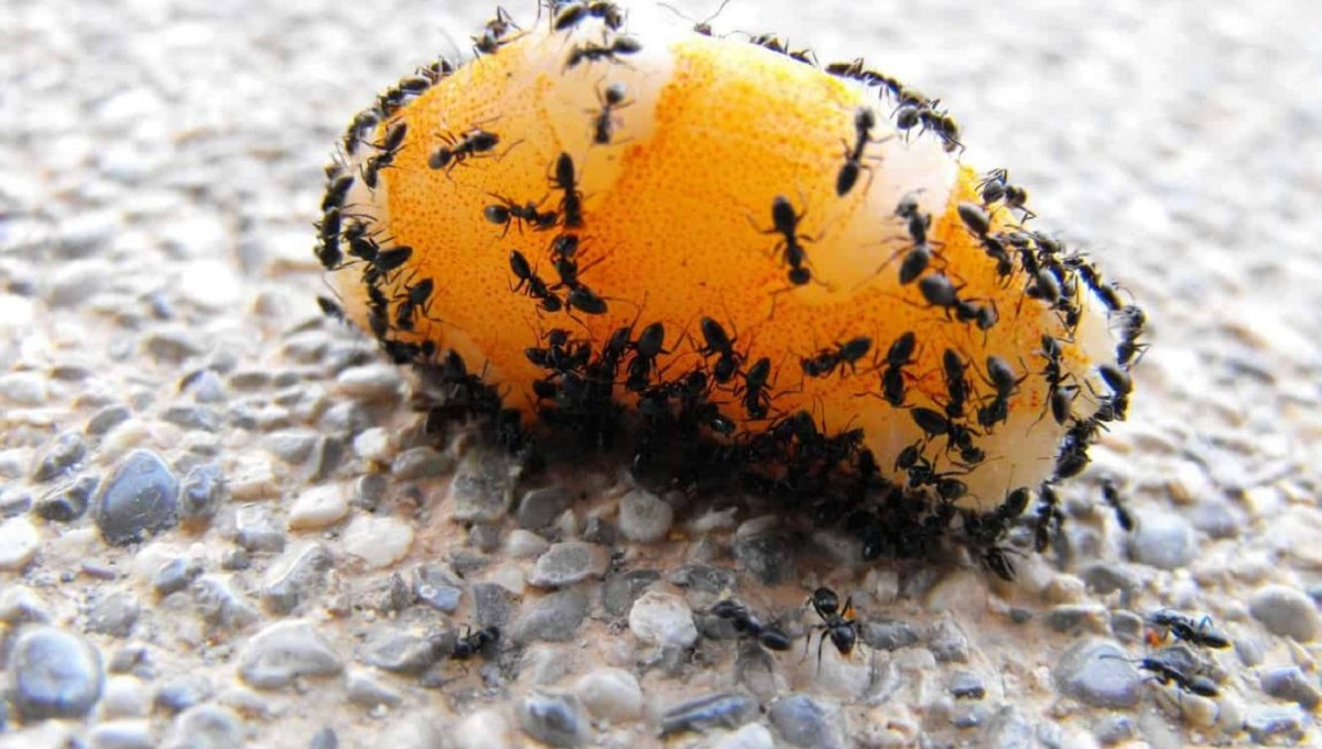 Can Dogs Eat Ants? – Pet Help Reviews UK