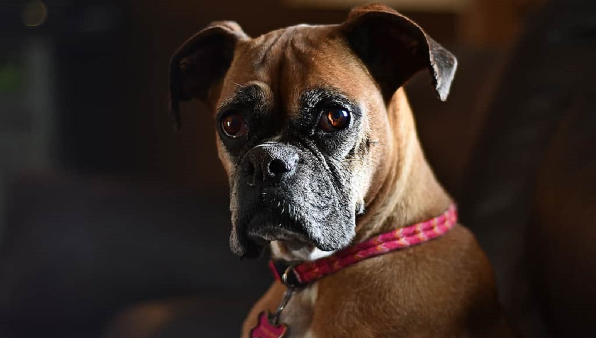 Why Boxers are the Worst Dogs? – Pet Help Reviews UK