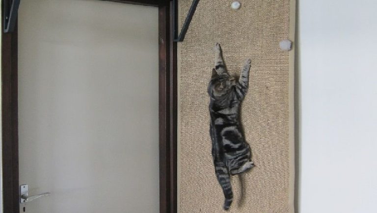 Can Cats Climb Walls? – Pet Help Reviews UK