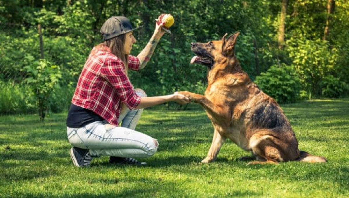 Can a Taser Kill a Dog? – Pet Help Reviews UK