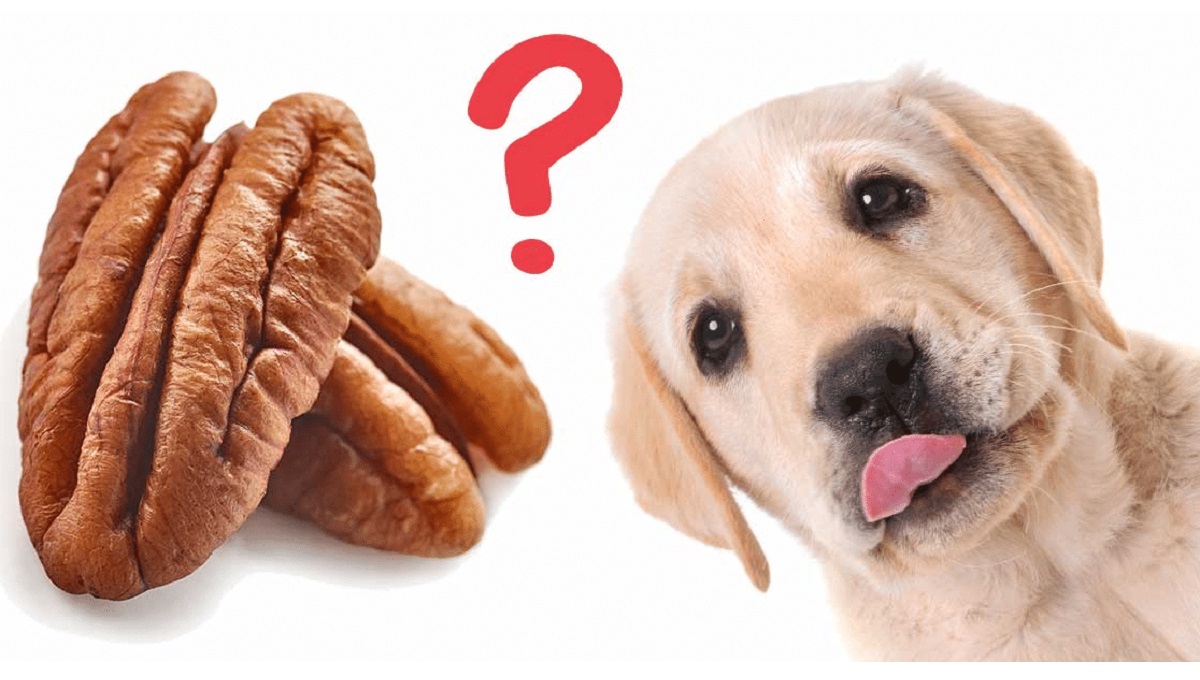 Can Dogs Eat Monkey Nuts? – Pet Help Reviews UK