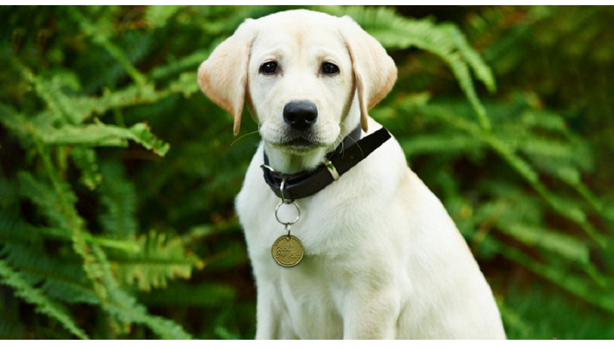How Much Does It Cost to Sponsor a Guide Dog? – Pet Help Reviews UK