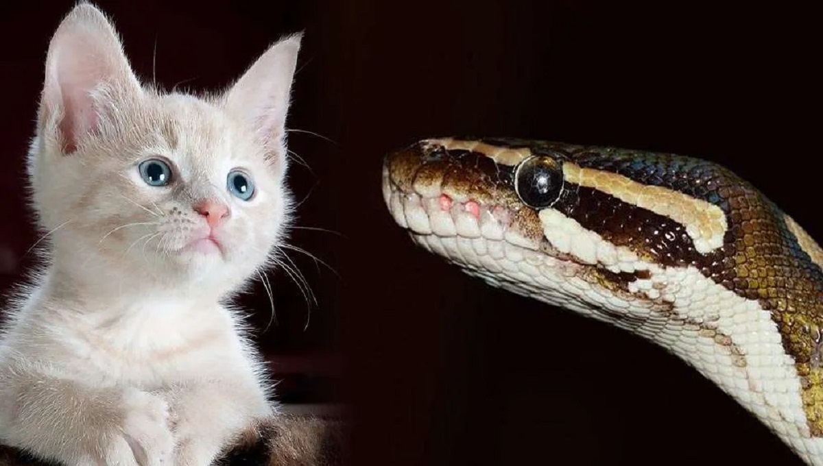 Can a Ball Python Eat a Cat? Unveiling the Truth!